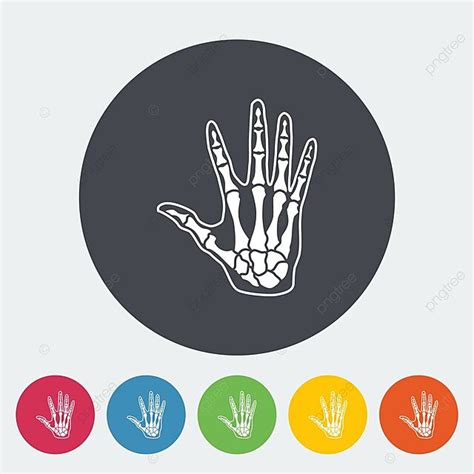 Anatomy Hand Thumb Phalange Anatomy Vector Thumb Phalange Anatomy Png And Vector With