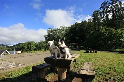 僕がご主人様だい ワン 真言宗智山派 円泉寺 埼玉県飯能市