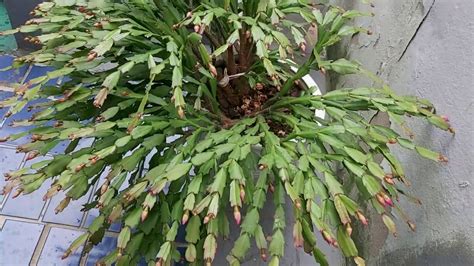 묵은둥이 가재발선인장 꽃봉오리가 한가득 맺혀있네요 목대 굵은 가재발선인장 구경해보세요~ Youtube