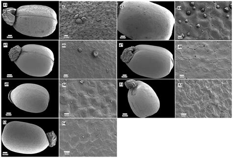 Continued 2 SEM Micrographs Of Seeds 41 42 E Seguieriana Subsp