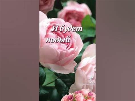 Приятного утра, мое ясное солнышко - YouTube