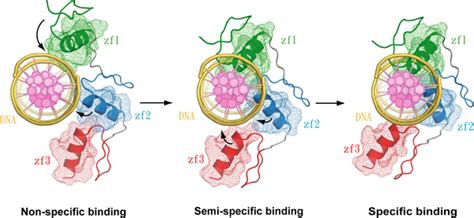 Zinc Finger Dna Binding