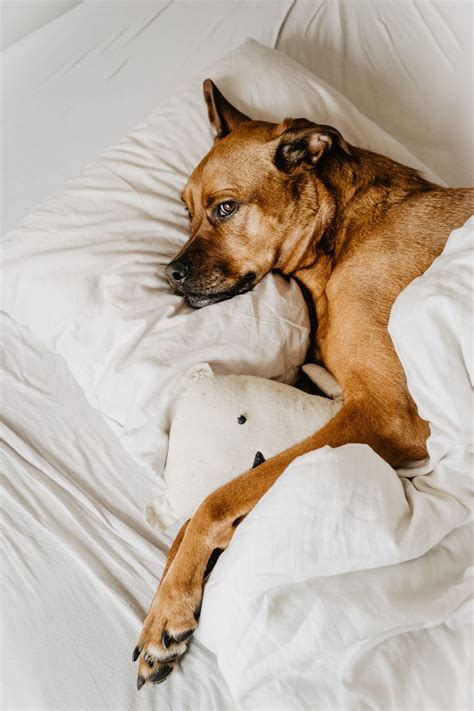 Can Dogs Have Nightmares