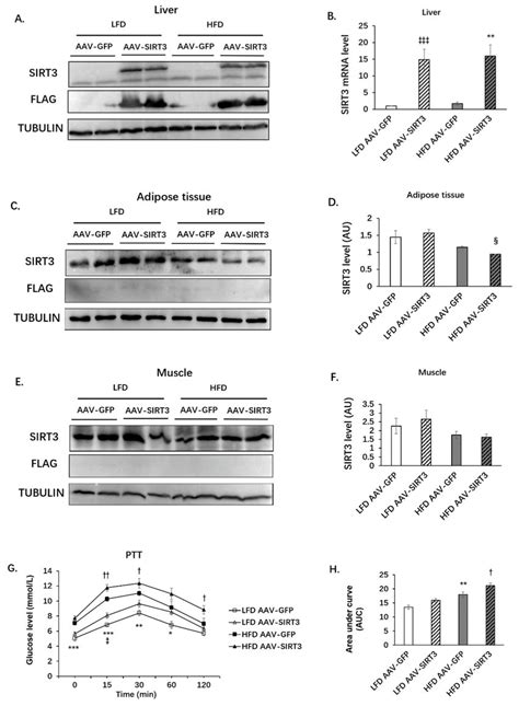 Liver Specific Sirt3 Overexpression Increases Gluconeogenesis C57bl6n