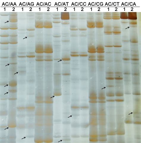 Cdna Aflp Profiles Using One Ecor I Selective Primer And Eight Mes I