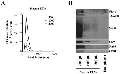 Nanoparticle Tracking Analysis Nta Determination Of The