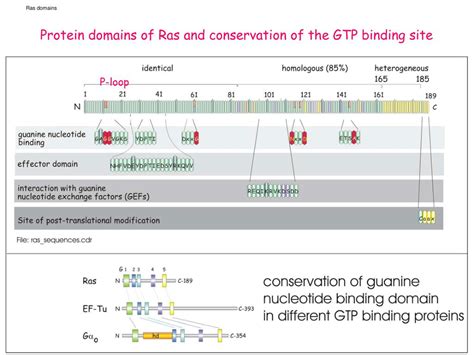 Ppt Gtp Binding Proteins And Protein Phosphorylation Powerpoint Presentation Id 6350509