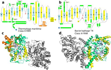 The Origin And Evolution Of Ribonucleotide Reduction