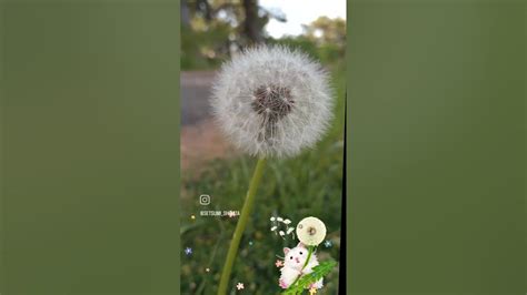 たんぽぽ〜わた毛 花 たんぽぽわた毛 さんぽ道 春自然 Youtube