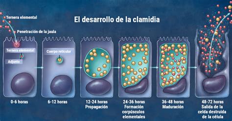 Causas Y Tratamiento De La Clamidia Con Zithromax 500 Mg