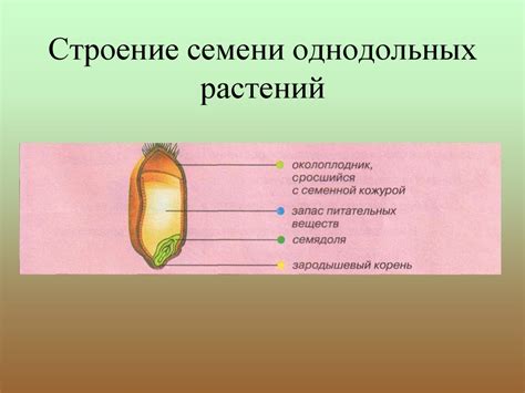 Различия однодольных и двудольных растений презентация онлайн
