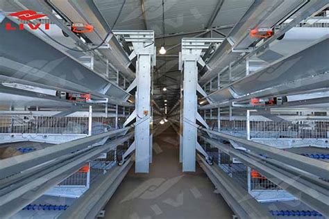 Solution Of 20000 Chickens In Layer Battery Cage System Livi