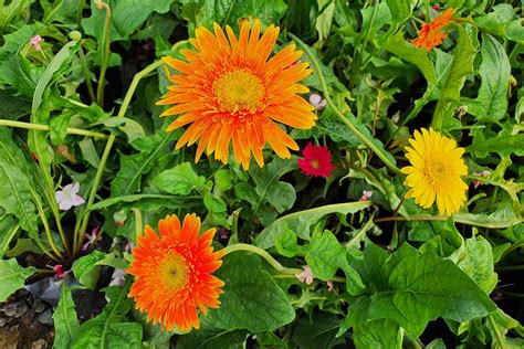 How To Grow And Care For Gerbera Daisies Gardener S Path