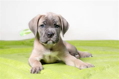 Premium Photo Adorable Cane Corso Puppy