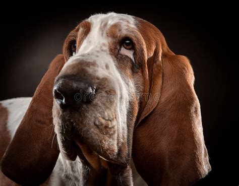 Artesian Norman Basset Or Basset Artesian Normand Stock Illustration