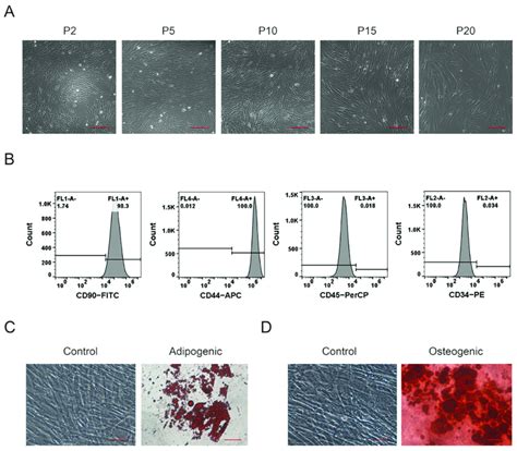 Isolation Culture And Identification Of Pmscs A Representative