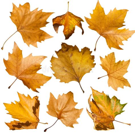 Bunte Herbstblätter stockfoto Bild von ahornholz getrennt 3529394