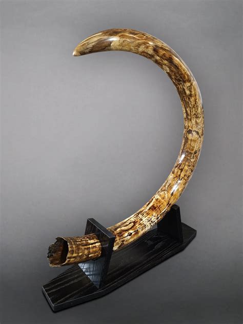 Mammoth Tusks For Sale Fossil Realm