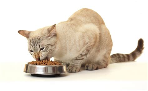 Best Cat Food For Older Cats Complete 2021 Buyers Guide