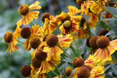 Helenium Autumnale