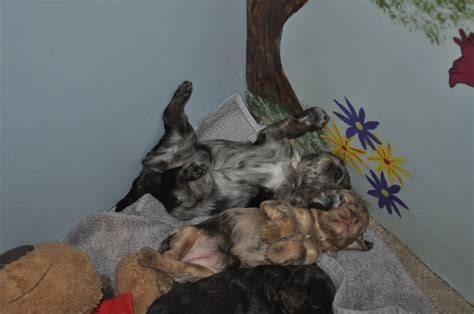 Previous Litters — Devins Doodles Cockapoo Breeder Vancouver Wa