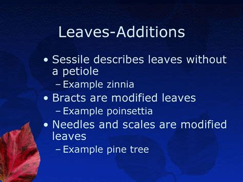 Essential Standard 300 Summarize Plant Anatomy Ppt Download