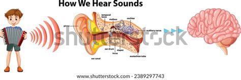 Understanding How Sound Travels Through Ear Stock Vector Royalty Free