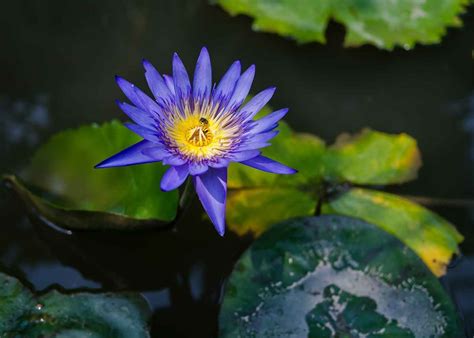 Egyptian Blue Lotus Organic 50 G Les Âmes Fleurs
