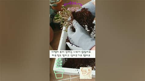 새옷 입었으니 맘껏 꽃피워봐💮🌿🌱🌸 다육이 Succulent 사랑무 분갈이 多肉植物 Youtube