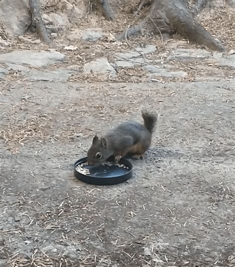 Missing Stumpy The Squirrel Friend R Squirrels