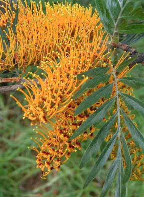 Australian Native Silky Oak Grevillea Robusta Spectacular Flower Food