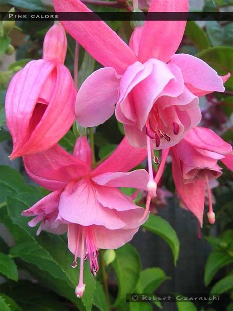 Pink Galore - FuchsiaFinder