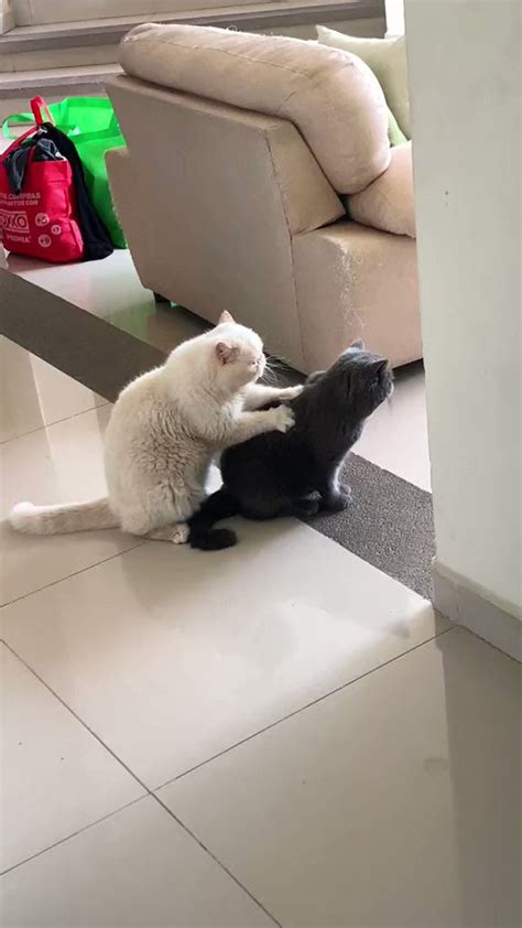 อรัยส์อรัยส์ On Twitter แมวยังมีหวานใจนวดหลังให้ ส่วนเรา Eyd9liblf6 Twitter