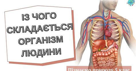 5 клас НУШ Видільна та нервова система Тест на 11 запитань