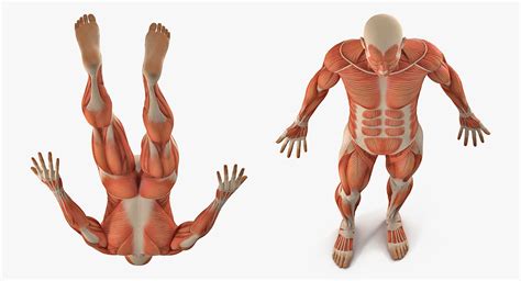 Male And Female Muscular System Anatomy Collection 3D Model 209 3ds