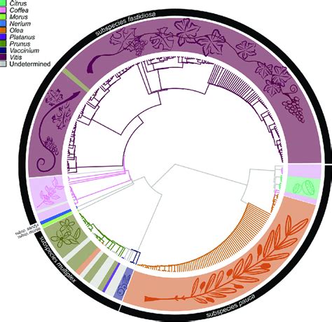 Cladogram Of The Core Genome With The Most Likely Genus Of Each Node
