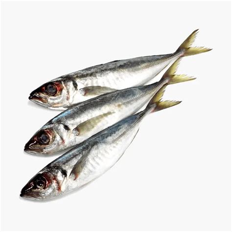 Buy Horse Mackerel Strömstad Afro Shop 2026