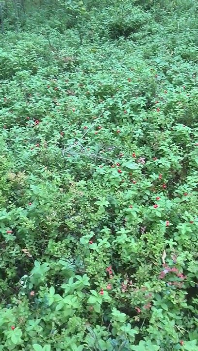 Может кто то знает эту ягоду красную она растёт в лесу Youtube