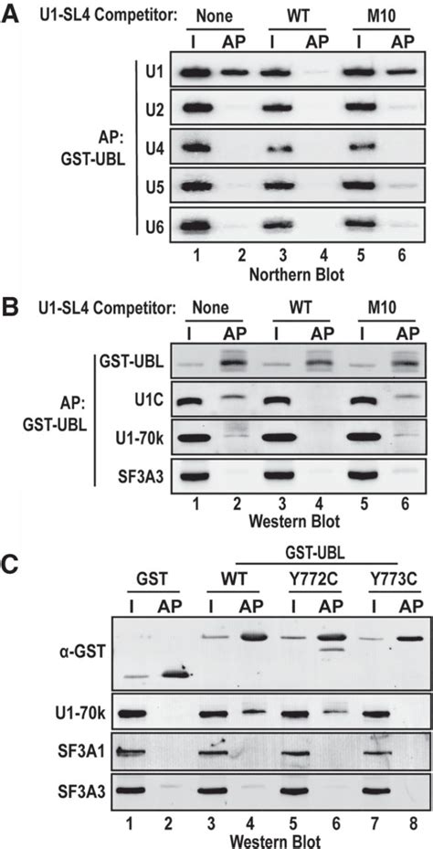 Identification Of A Noncanonical Rna Binding Domain In The U2 Snrnp Protein Sf3a1