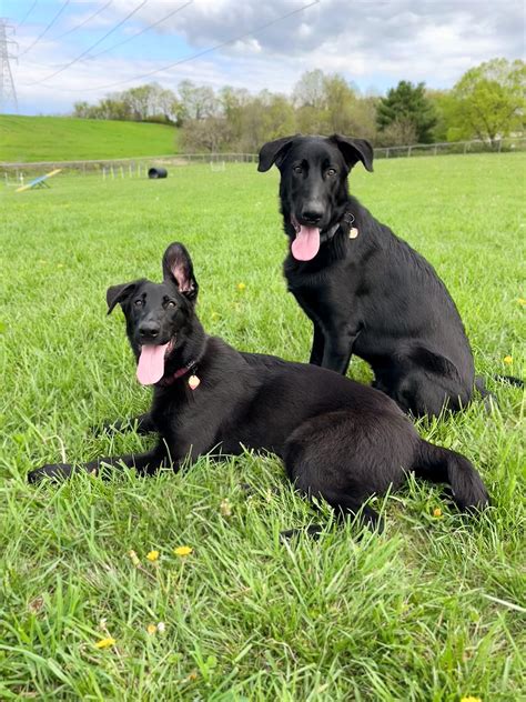 How Big Was Your Gsd At 6 Months Vs Full Grown Rgermanshepherds