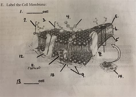 Diagram Of Bio Unit 2 Diagrams Outside Cell Membrane Quizlet