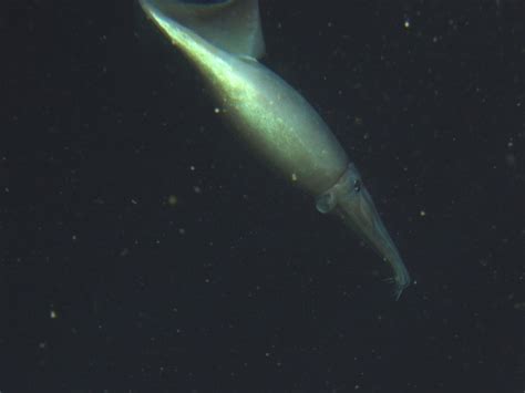 Jumbo Squid