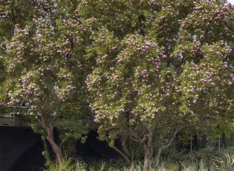 Chilopsis Linearis Sonoma Marin Saving Water Partnership