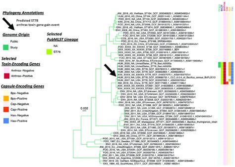 Maximum Likelihood Phylogeny Constructed Using Core Genes Detected Download Scientific Diagram