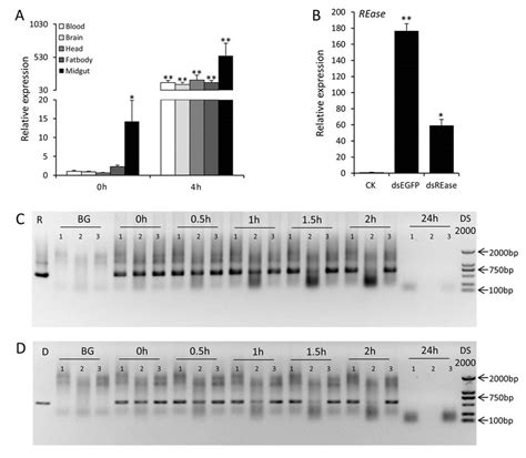 The Expression Level Of Rease Affects Enzyme Activity And Degradation