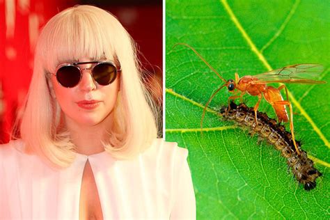 Fichas científicas al estilo Noisey insectos horribles con nombres de músicos famosos Noisey