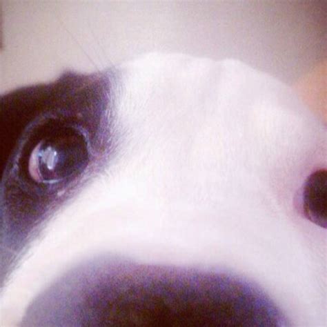 Gisselle MORALES BLANCO Universidad Manuela Beltrán Bucaramanga UMB fonoaudiología