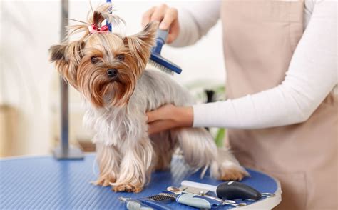 Peluquería canina Les Corts Clínica Veterinària