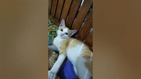 Cat😄😄🤩 Youtube