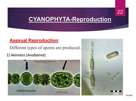 Cyanophyta Ppt